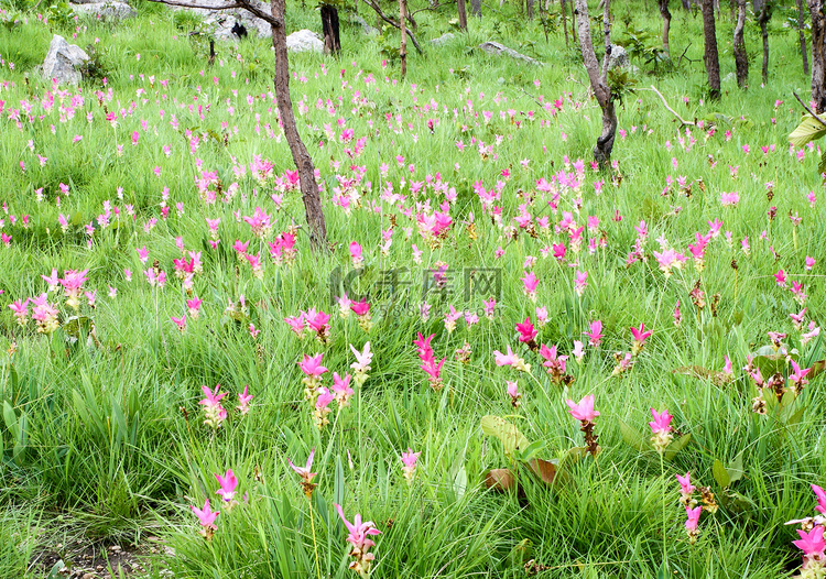 暹罗郁金香或 Patuma 领域高清摄影大图-千库网