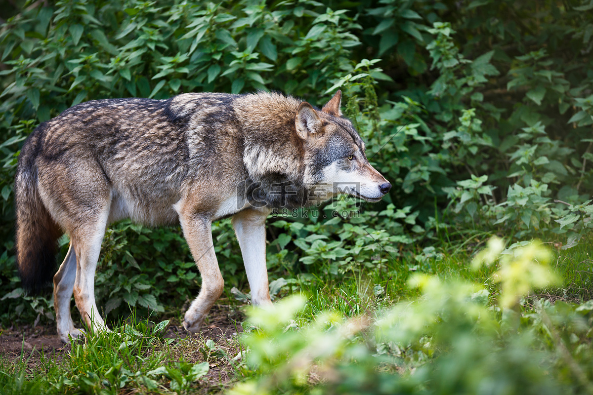 灰/欧亚狼 (Canis lupus)高清摄影大图-千库网