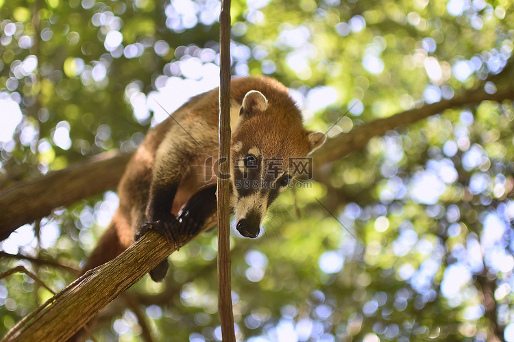 Coati 在树枝之间保持平衡高清摄影大图-千库网