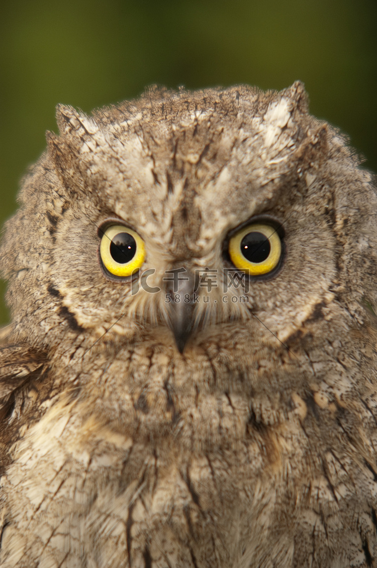 Otus scops，欧亚角鸮，小猫头鹰，栖息在树枝上高清摄影大图-千库网