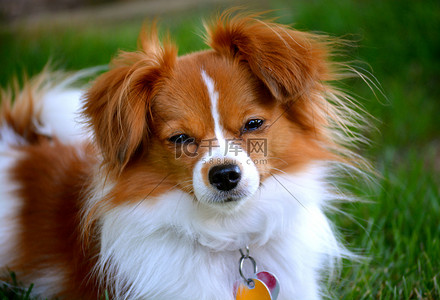 Pappillon Puppy 盯着相机高清摄影大图-千库网