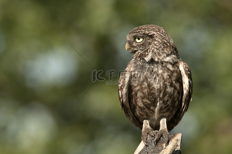 小猫头鹰，夜间猛禽，Athene noctua，栖息在 l高清摄影大图-千库网