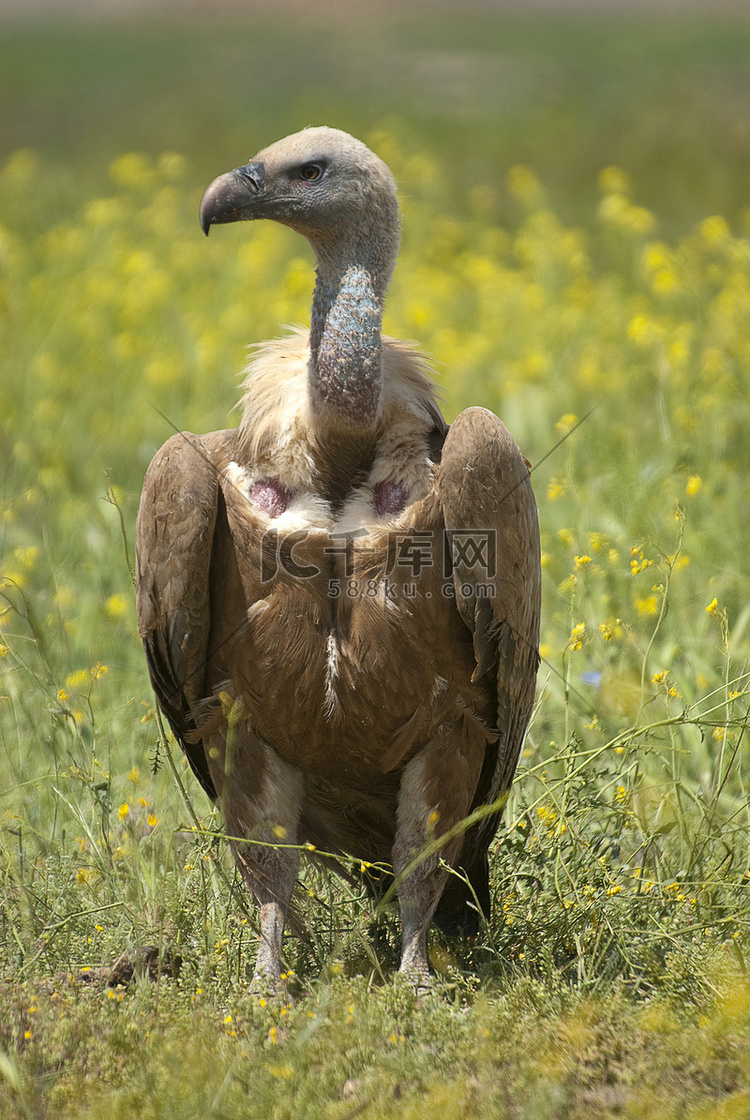 格里芬秃鹰 (Gyps fulvus) 特写、眼睛和喙高清摄影大图-千库网