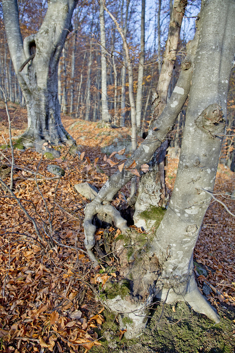 拥抱树木高清摄影大图-千库网