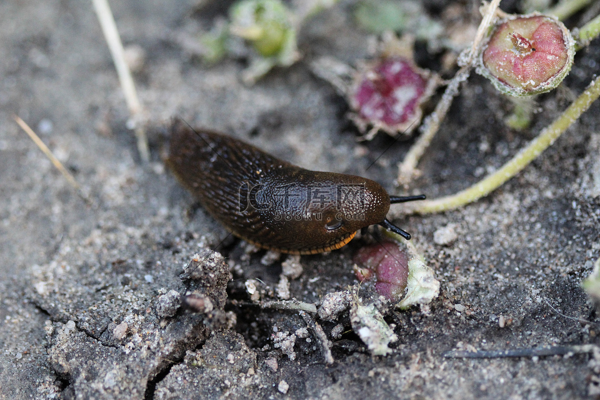 黑鼻涕虫 Arion Ater,也被称为黑鼻涕虫、欧洲黑鼻涕虫或大黑鼻涕虫,坐在花园里的蕨类植物上高清摄影大图 千库网