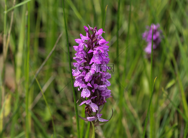 Dactylorhiza majalis，也被称为西部沼泽兰、阔叶沼泽兰、扇兰、普通沼泽或爱尔兰沼泽兰，春季在潮湿的草原上开花高清摄影大图-千库网
