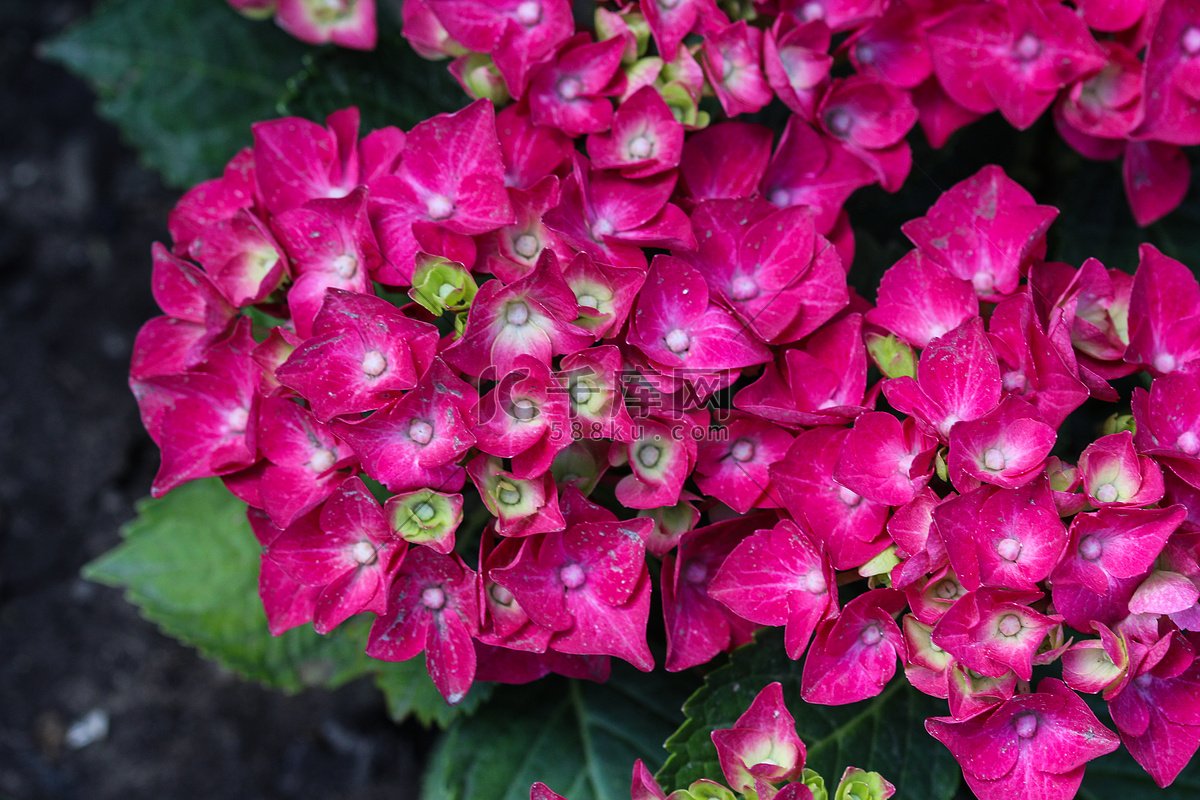 Mopheads hydrangea (Hydrangea macrophylla) 开花，俗名包括高清摄影大图-千库网