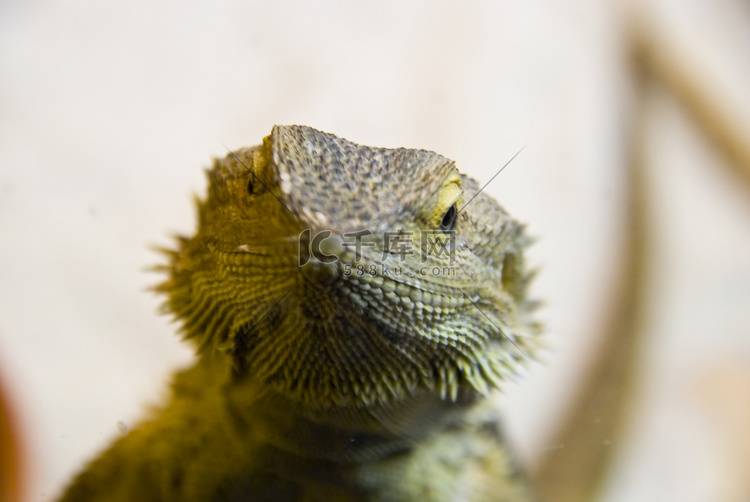 爬虫高清摄影大图-千库网