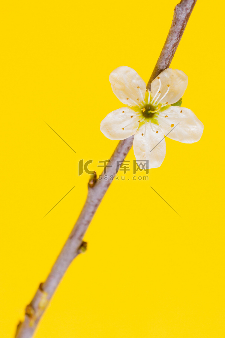 树上的花高清摄影大图-千库网