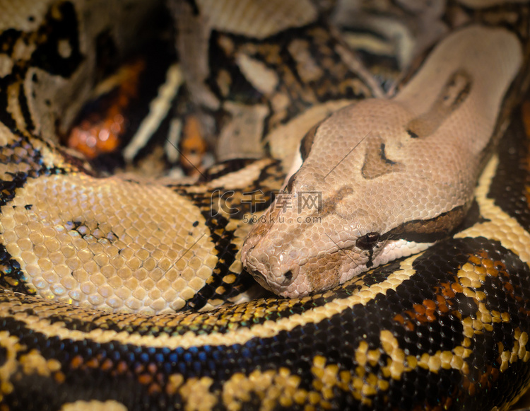 蛇 python 蟒蛇卷曲成环高清摄影大图-千库网