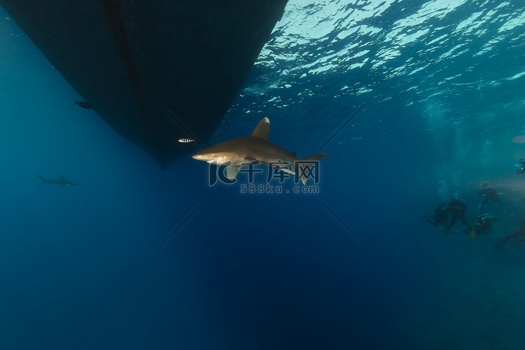远洋白鳍鲨 (carcharhinus longimanus) 和潜水员在 Elphinestone 红海。高清摄影大图-千库网