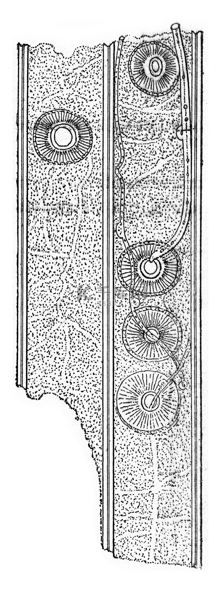 Tracheids wood Whitewood 呈现出 Merulius 的菌丝，vint高清摄影大图-千库网