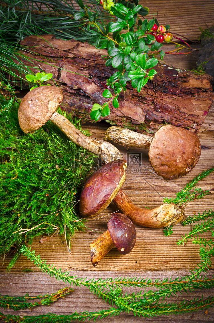 蘑菇系列高清摄影大图-千库网