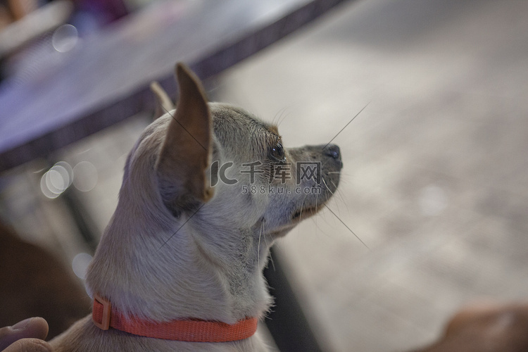 Chiuaua 展望未来 20高清摄影大图-千库网