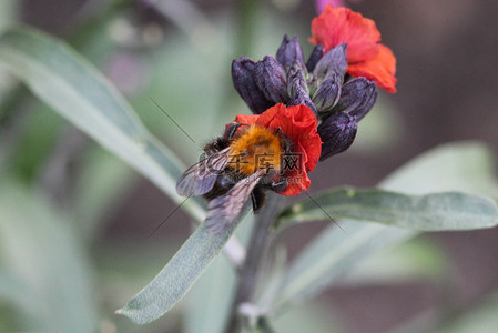 Bombus pascuorum 大黄蜂，普通的梳理蜂，从花中采集花蜜高清摄影大图-千库网