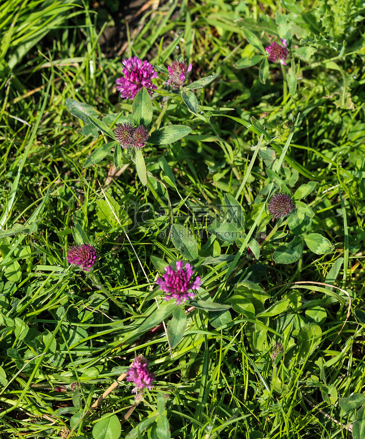 红三叶草 (Trifolium pratense) 在春天开花高清摄影大图-千库网
