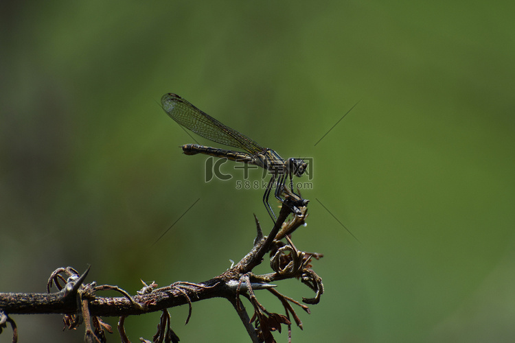 刺枝上的雌性红宝石豆娘 (Chlorocypha consueta)高清摄影大图-千库网