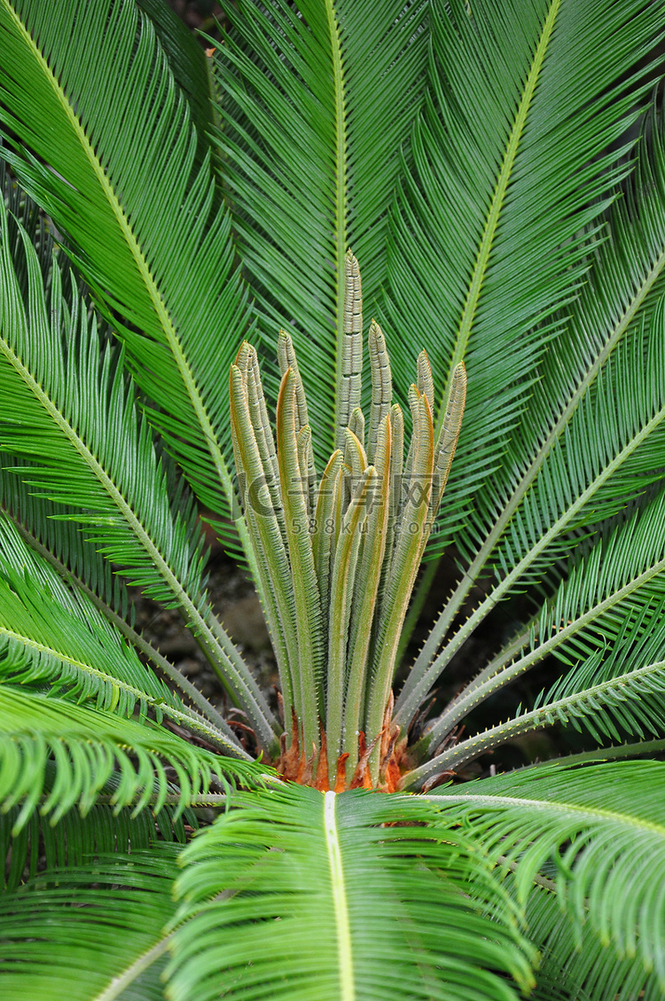苏铁棕榈 (Cycas)高清摄影大图-千库网