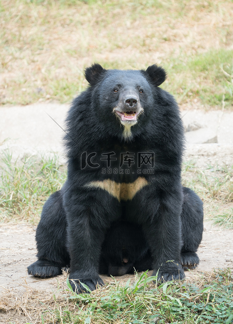 亚洲黑熊高清摄影大图-千库网