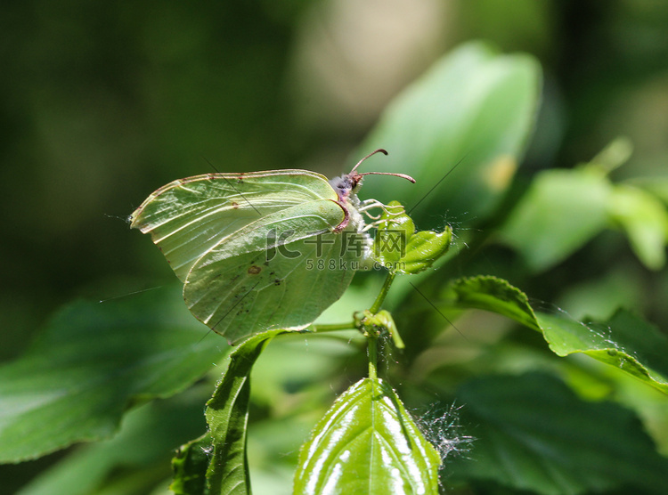 蒲公英上的小白蝴蝶 (Pieris rapae)高清摄影大图-千库网