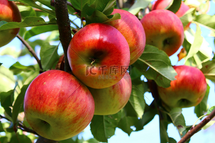 苹果树上成熟的苹果高清摄影大图-千库网