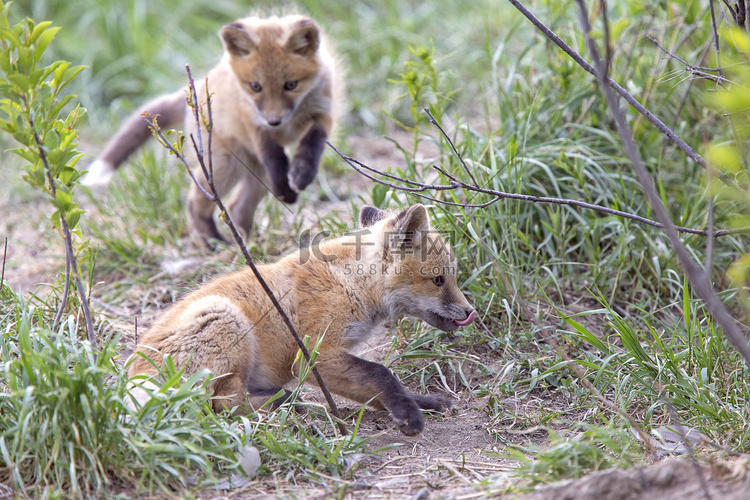 Fox Kits Near Den 附近高清摄影大图-千库网