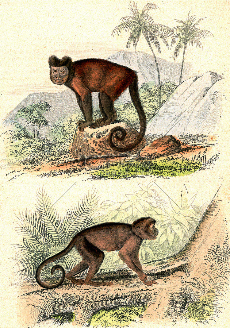 有角的 Sajou，棕色的 Sajou，复古雕刻。高清摄影大图-千库网