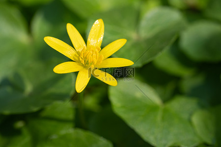 毛茛，将是verna高清摄影大图-千库网