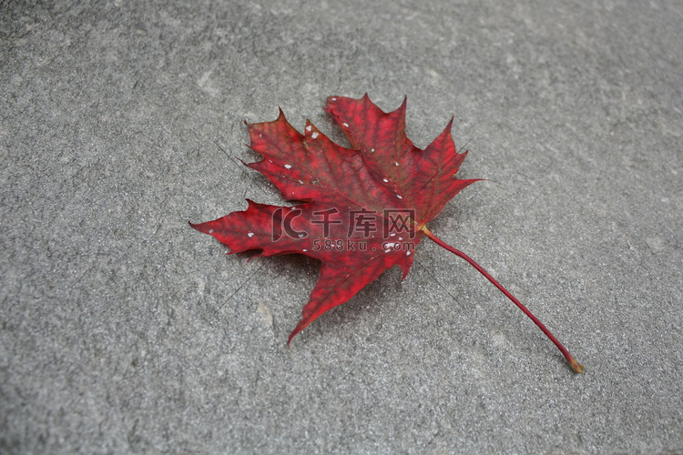 落叶高清摄影大图-千库网