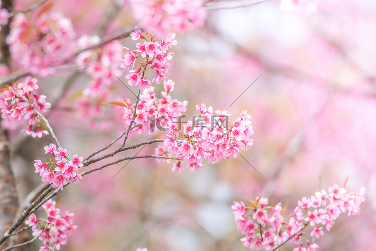 春天的樱花，焦点柔和，不聚焦模糊的 spri高清摄影大图-千库网