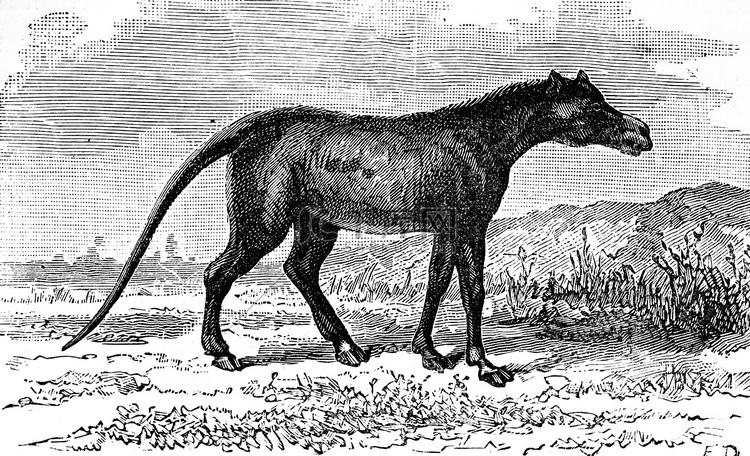 Anoplotherium，始新世时期的哺乳动物厚皮动物，复古 en高清摄影大图-千库网