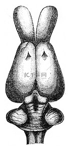 海胆的大脑，复古雕刻。高清摄影大图-千库网