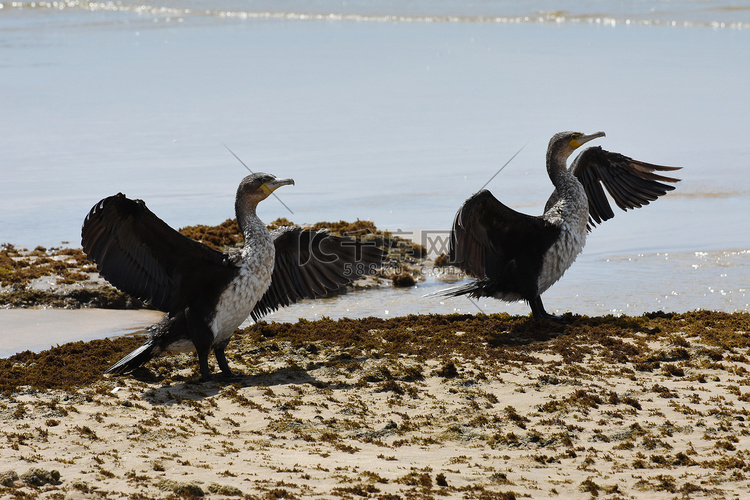 开普鸬鹚 (Phalacrocorax capensis)高清摄影大图-千库网