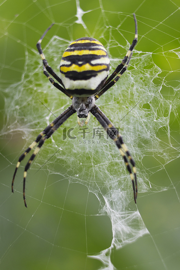 wasp背景图片大全-wasp高清照片下载-千库网
