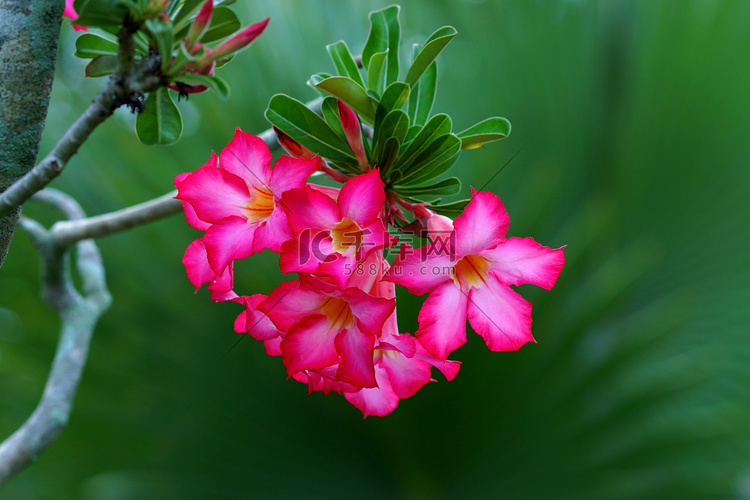 热带花卉粉红色的 Adenium。高清摄影大图-千库网