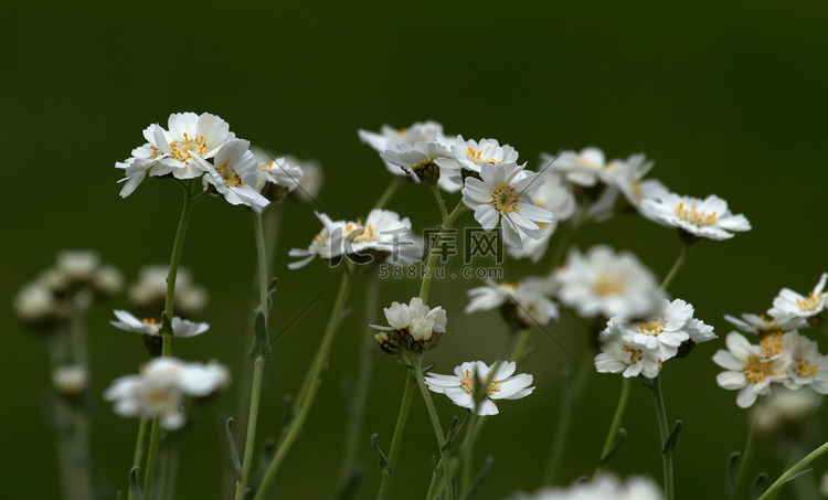 “塞尔维亚西洋蓍草，achillea serbica”高清摄影大图-千库网