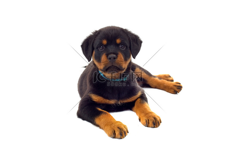 罗威纳犬高清摄影大图-千库网