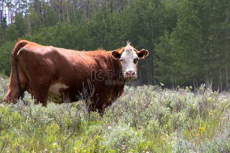 我说 Moo Cow Moo高清摄影大图-千库网