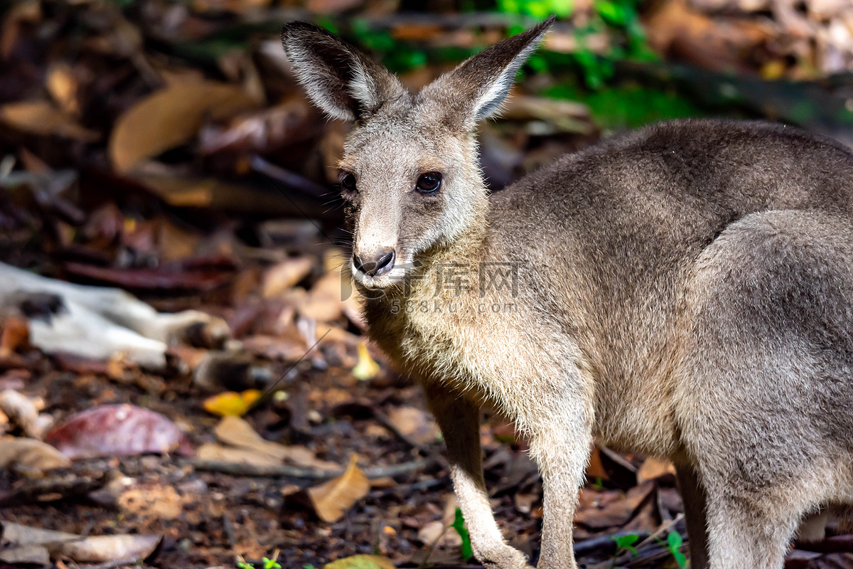 东方灰袋鼠 Macropus giganteus 好奇地看着和观察高清摄影大图-千库网