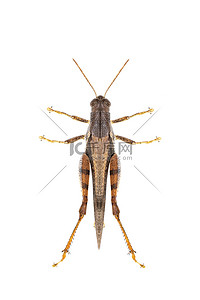 白色背景上孤立的白带蚱蜢 (stenocatantops splendens) 的图像。高清摄影大图-千库网