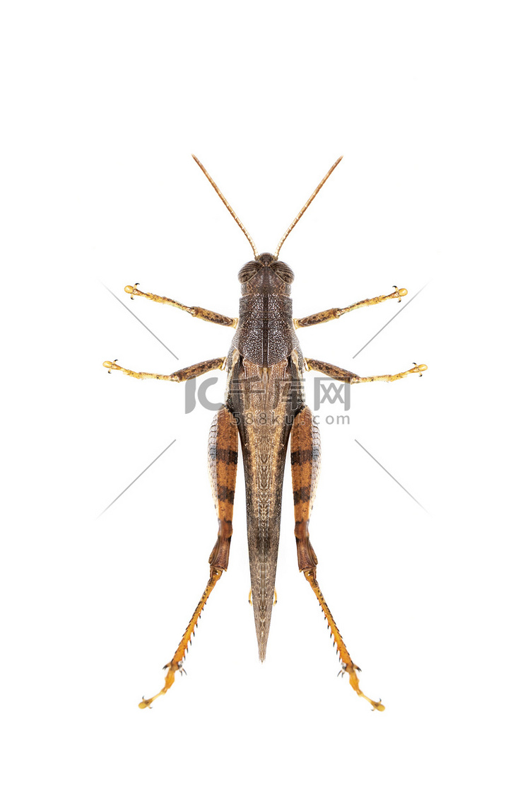 白色背景上孤立的白带蚱蜢 (stenocatantops splendens) 的图像。高清摄影大图-千库网