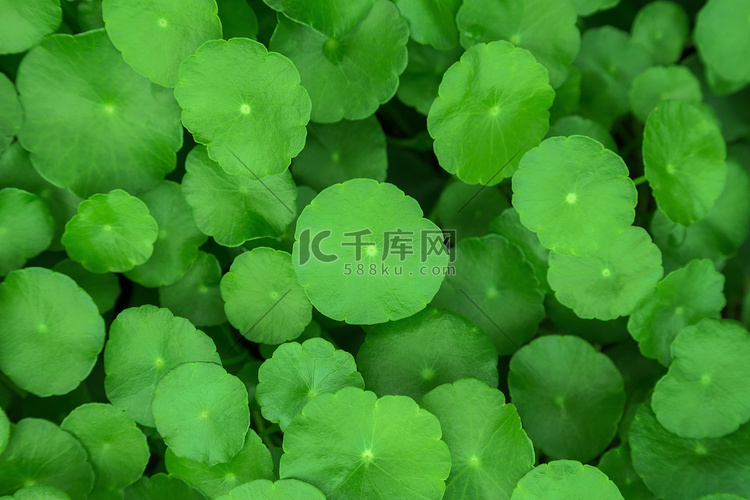 Gotu kola，亚洲 pennywort，印度 pennywort，绿叶背景，Tiger Herbal高清摄影大图-千库网