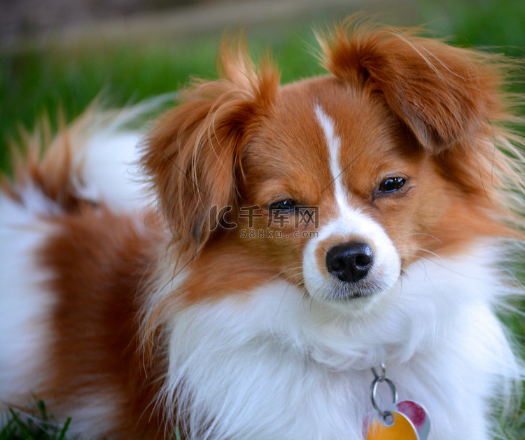 Pappillon Puppy 盯着镜头 21高清摄影大图-千库网