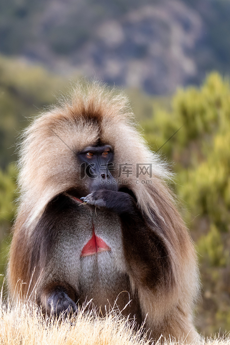 埃塞俄比亚 Simien 山特有的 Gelada高清摄影大图-千库网