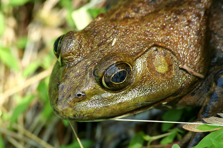 美国牛蛙的特写高清摄影大图-千库网