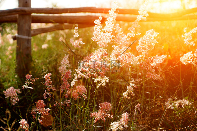 花草影响阳光。高清摄影大图-千库网