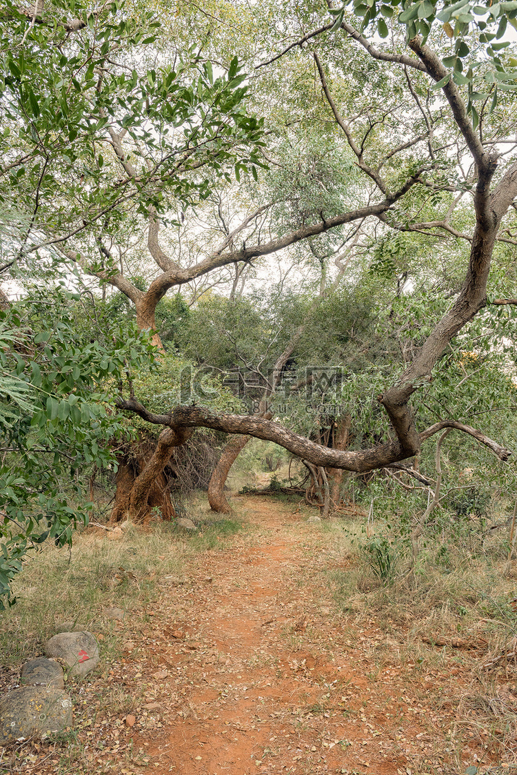 在 Swadini 的 Bushpig 小径上的场景高清摄影大图-千库网