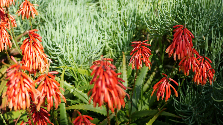 芦荟多汁植物红色花，美国加利福尼亚州。高清摄影大图-千库网