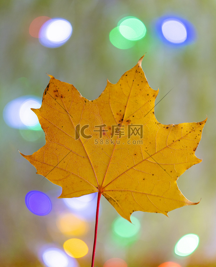 加拿大圣诞节期间的枫叶高清摄影大图-千库网