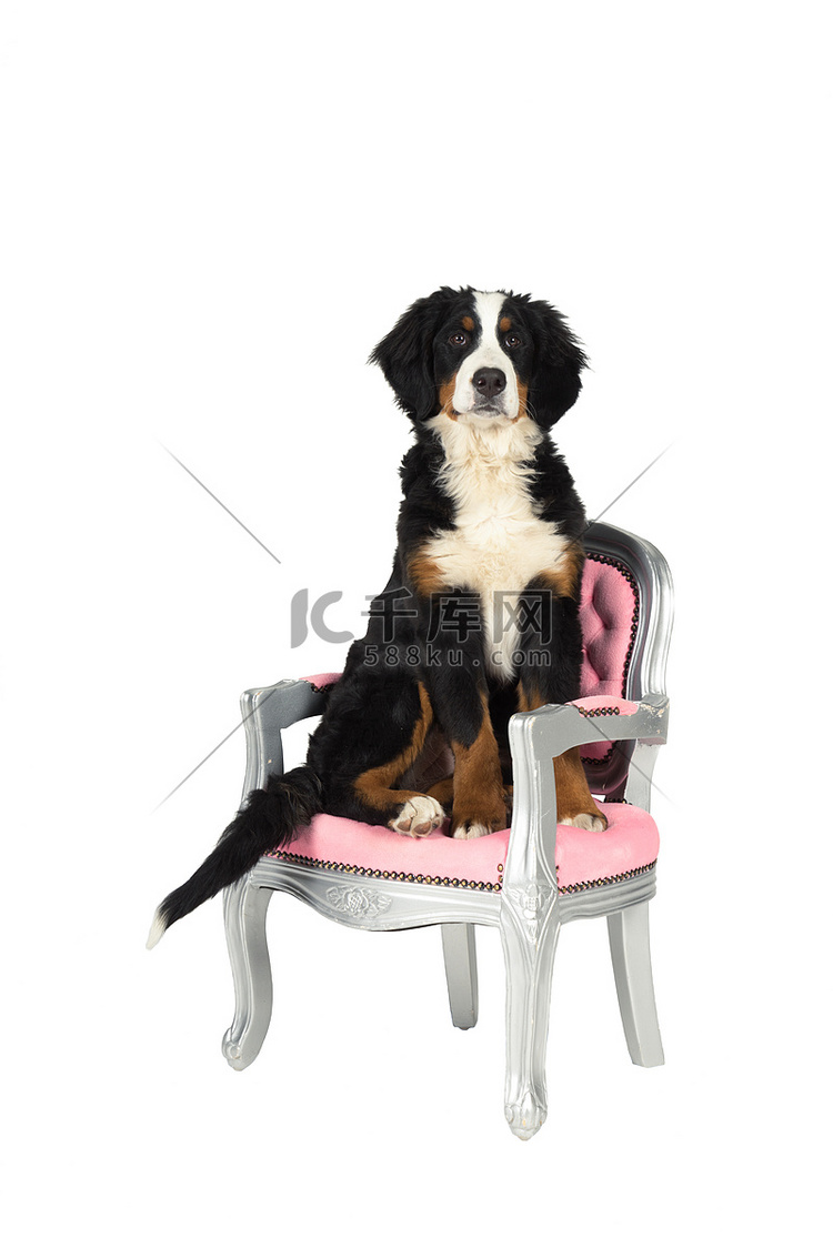 年轻的 Berner Sennen 山犬坐在白色背景中突显的粉红色巴洛克式椅子上高清摄影大图-千库网